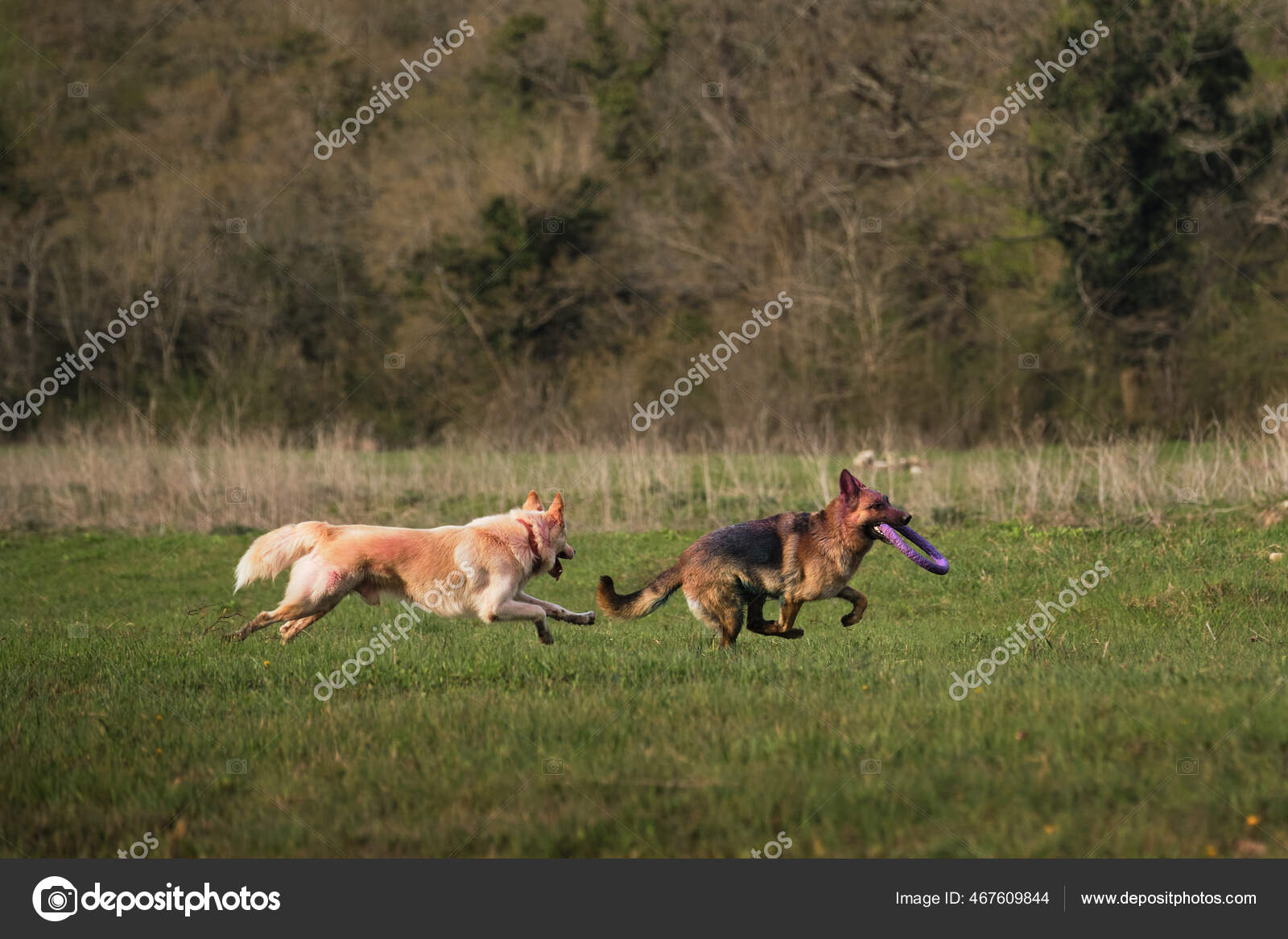 German Shepherd Half Breed White Swiss Shepherd Run Fast Clearing ...