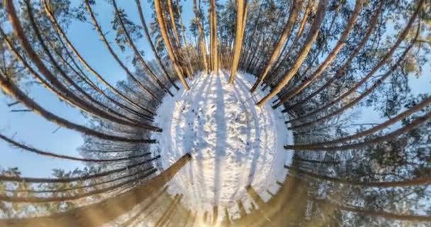 172 Pinery Videos, Royalty-free Stock Pinery Footage | Depositphotos