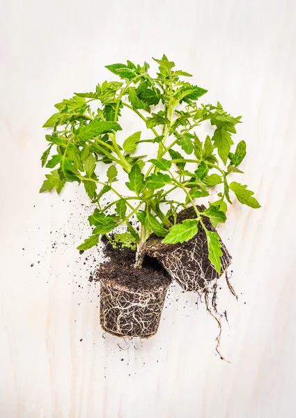 Tomato plant with roots Stock Photo by ©Vfotografie 91471682