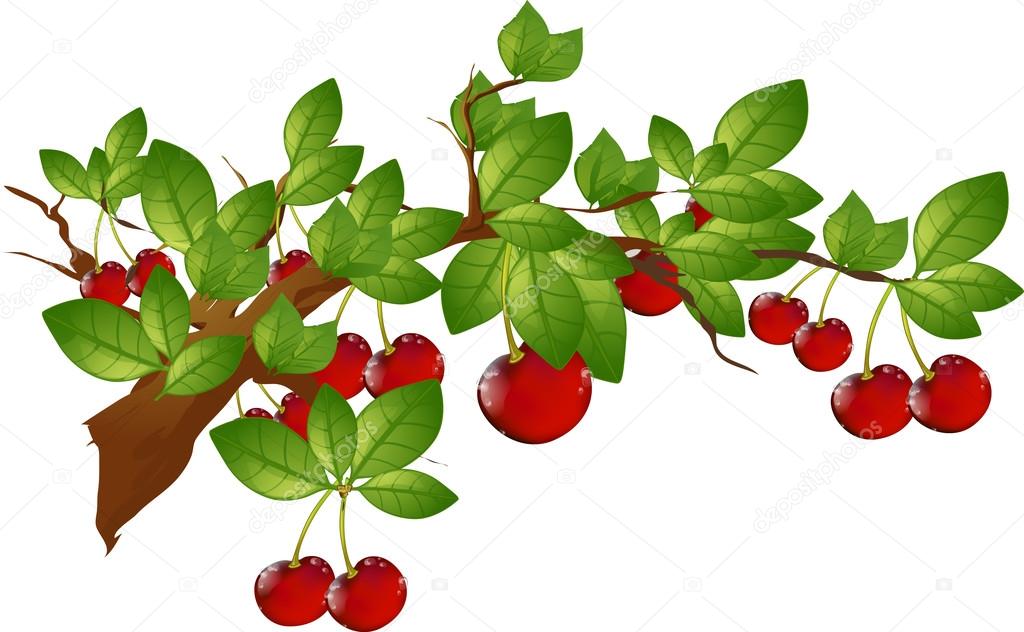 Hermosa rama Stock Vector by ©andryuha19811 73767097