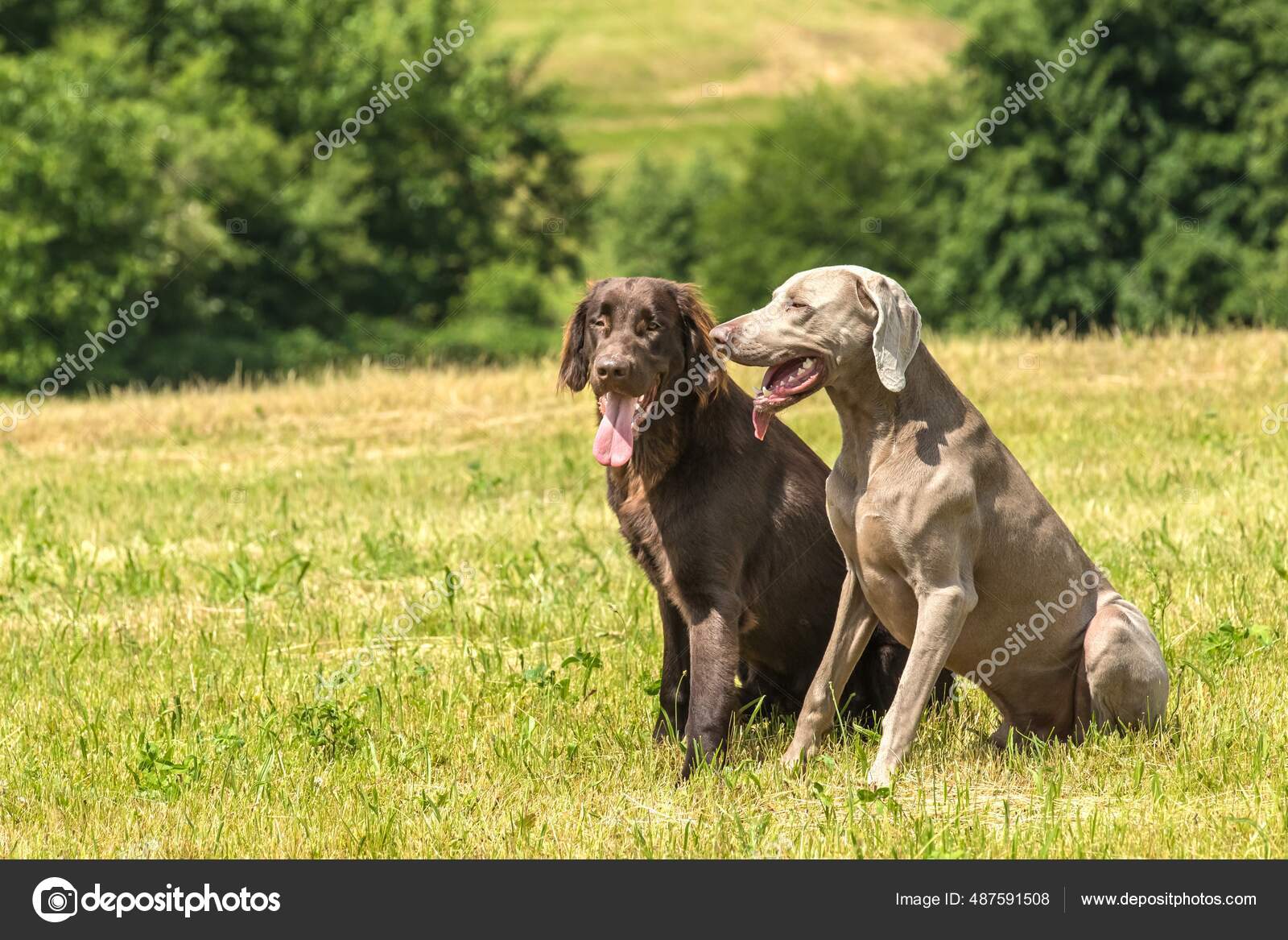 Brown Flat Coated Retriever Puppy Weimarane Summer Meadow Agricultural ...