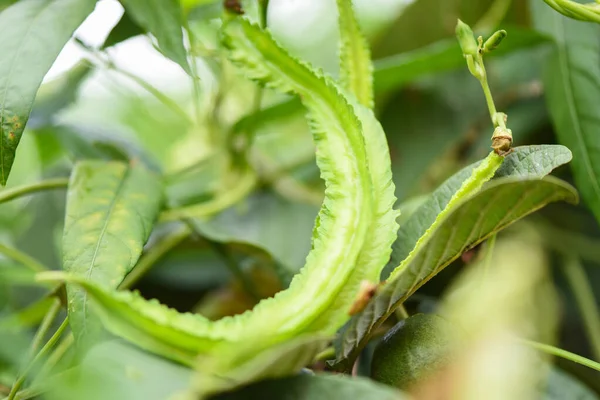 el frijol crece en la vid, la agricultura de frijoles alados jóvenes 2023