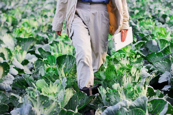 Farmer walking Stock Photos, Royalty Free Farmer walking Images ...