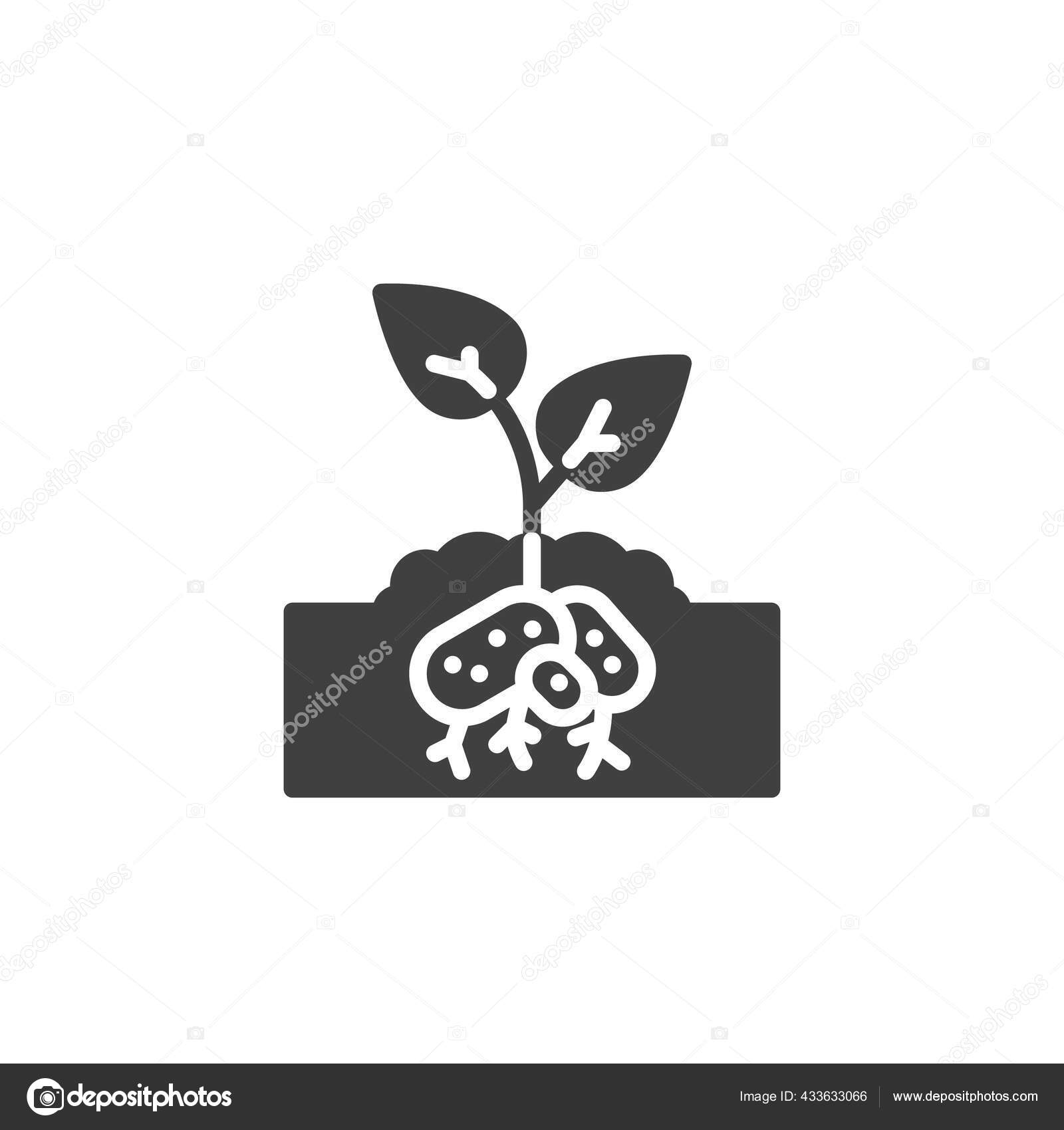 Potatoes plant vector icon Stock Vector by ©avicons 433633066