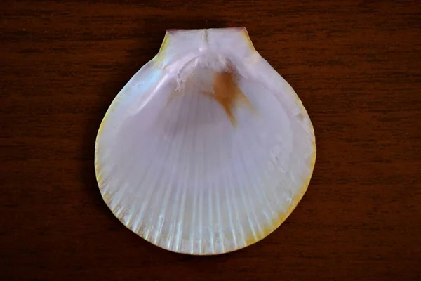 Baptism shell Stock Photos, Royalty Free Baptism shell Images ...