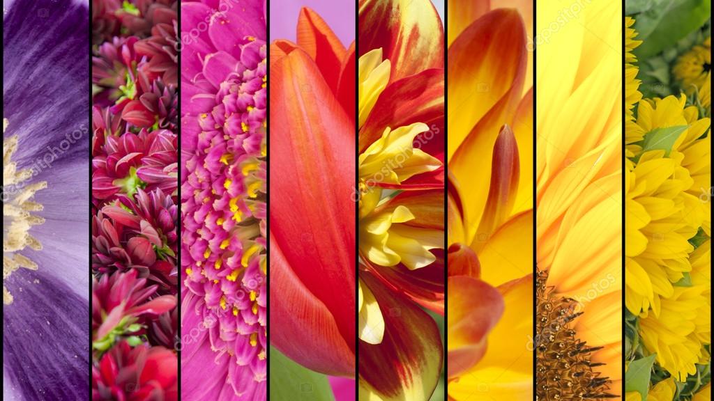 Colorful collage of flower textures Stock Photo by ©YellowPaul 81229708