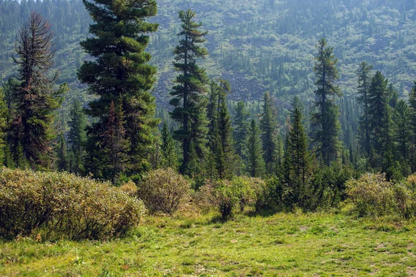 Subalpine ecosystem fotos de stock, imágenes de Subalpine ecosystem sin ...