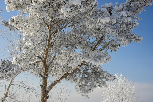 White fur tree Stock Photos, Royalty Free White fur tree Images ...