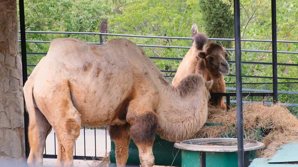 Camel house Stock Photos, Royalty Free Camel house Images | Depositphotos