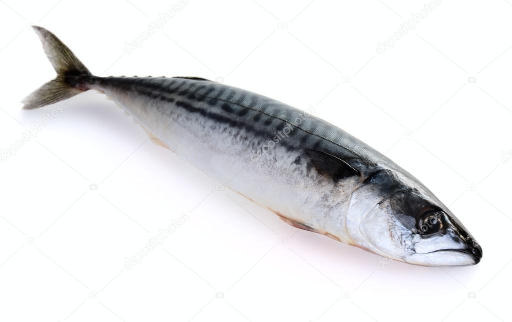 Close-up of mackerel fish Stock Photo by ©Valengilda 81831506