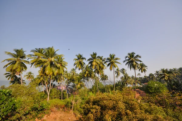 Palms in india, Maharashtra Stock Photo by ©JSmol 118362128