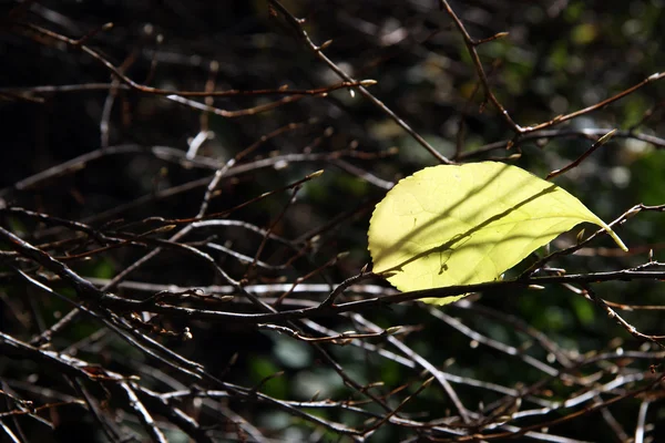 The leaves are fluttering Stock Photos, Royalty Free The leaves are ...