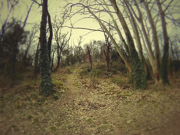 Creepy path Stock Photos, Royalty Free Creepy path Images | Depositphotos