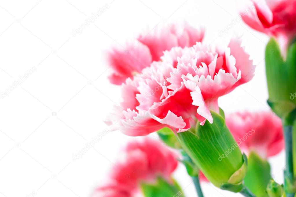 Beautiful pink Carnation flowers, border design with copy space Stock ...