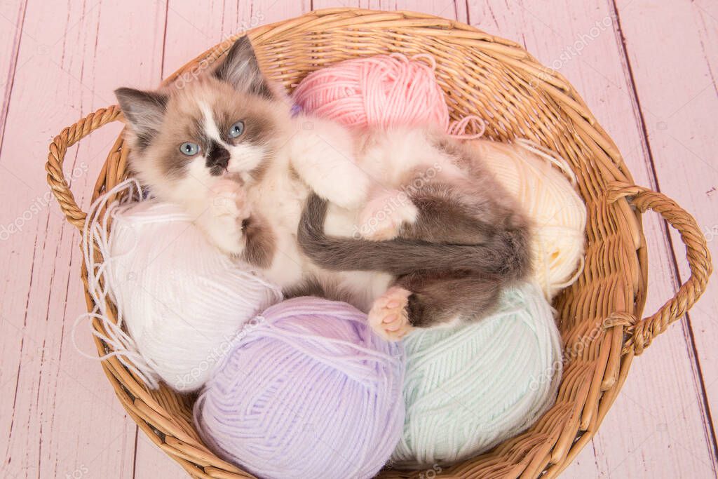 Lindo ragdoll bebé gato acostado en una cesta llena de bolas de colores ...