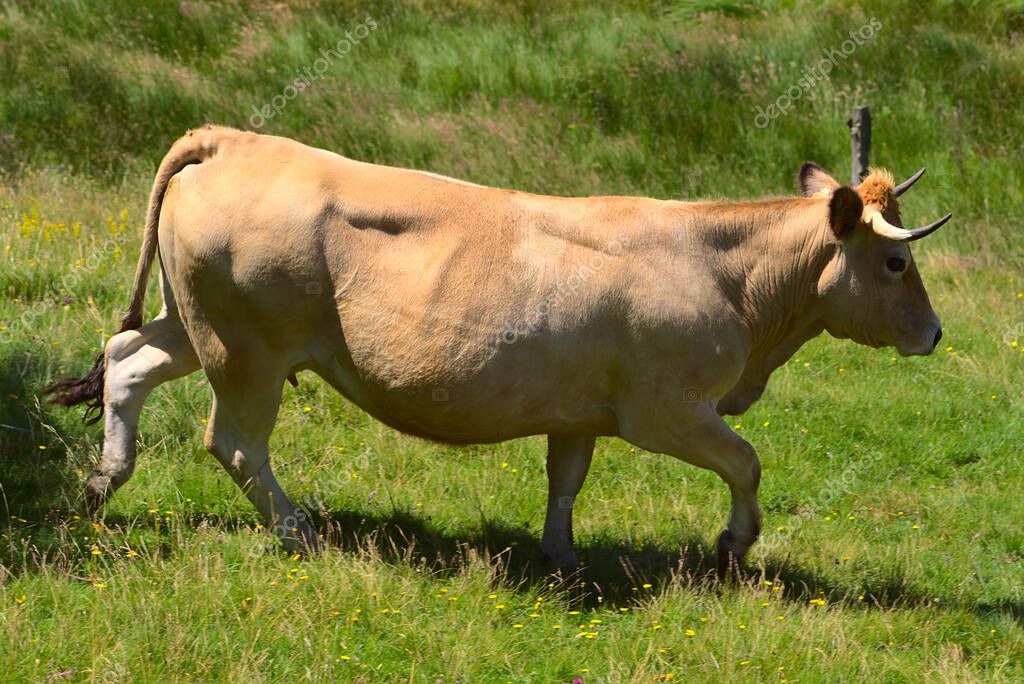 Aubrac cría vaca en su prado en libertad 2022
