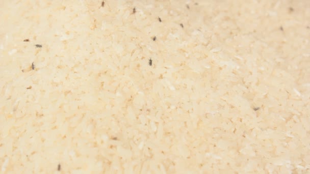 31 Rice weevil Videos, Royalty-free Stock Rice weevil Footage ...