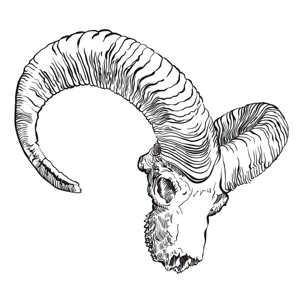 547 Ram skull drawing Vector Images, Ram skull drawing Illustrations ...