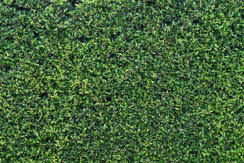 Texture of beautiful green tree fence. ⬇ Stock Photo, Image by ...