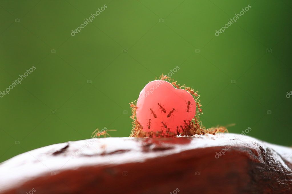Ant Parade with Sweet Heart Candy. — Stock Photo © itman47 #76035359