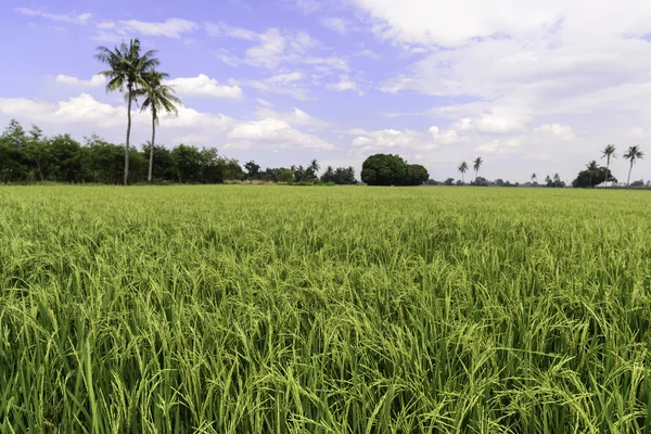 Rice field with pathway and blue sky, Suphan Buri, Thailand. Stock ...