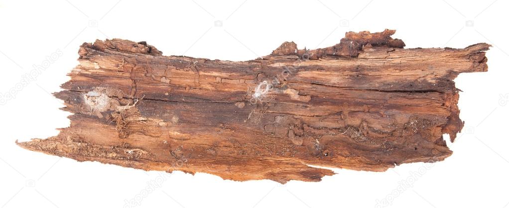 Piece of tree bark. Isolated on white background Stock Photo by ...