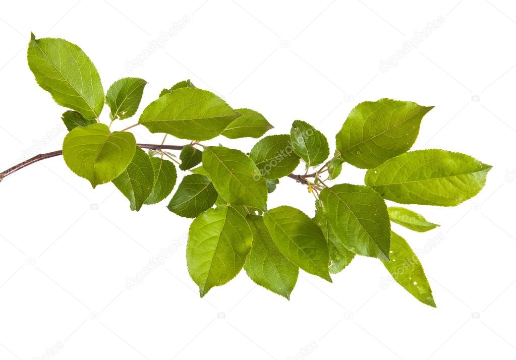 Real Tree Branch With Leaves