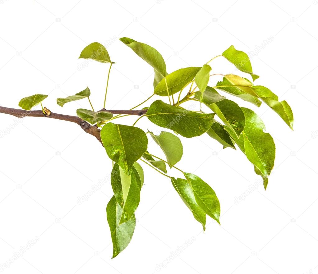 Real Tree Branch With Leaves