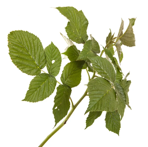 Raspberry leaves isolated Stock Photos, Royalty Free Raspberry leaves ...