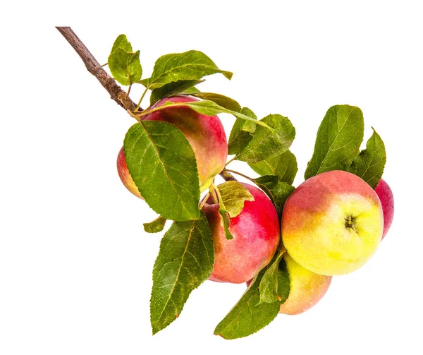 Fruta De árbol De Manzano Blanco