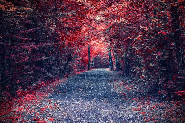 Bosque rojo fotos de stock, imágenes de Bosque rojo sin royalties ...