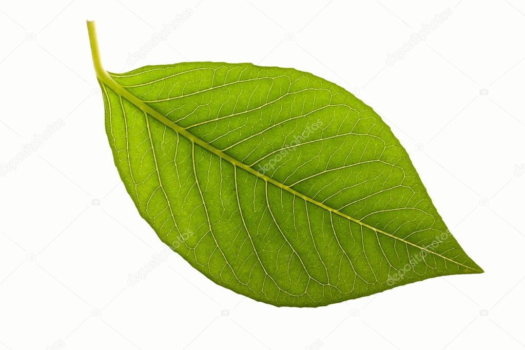 Sfondo Foglia Verde Scuro