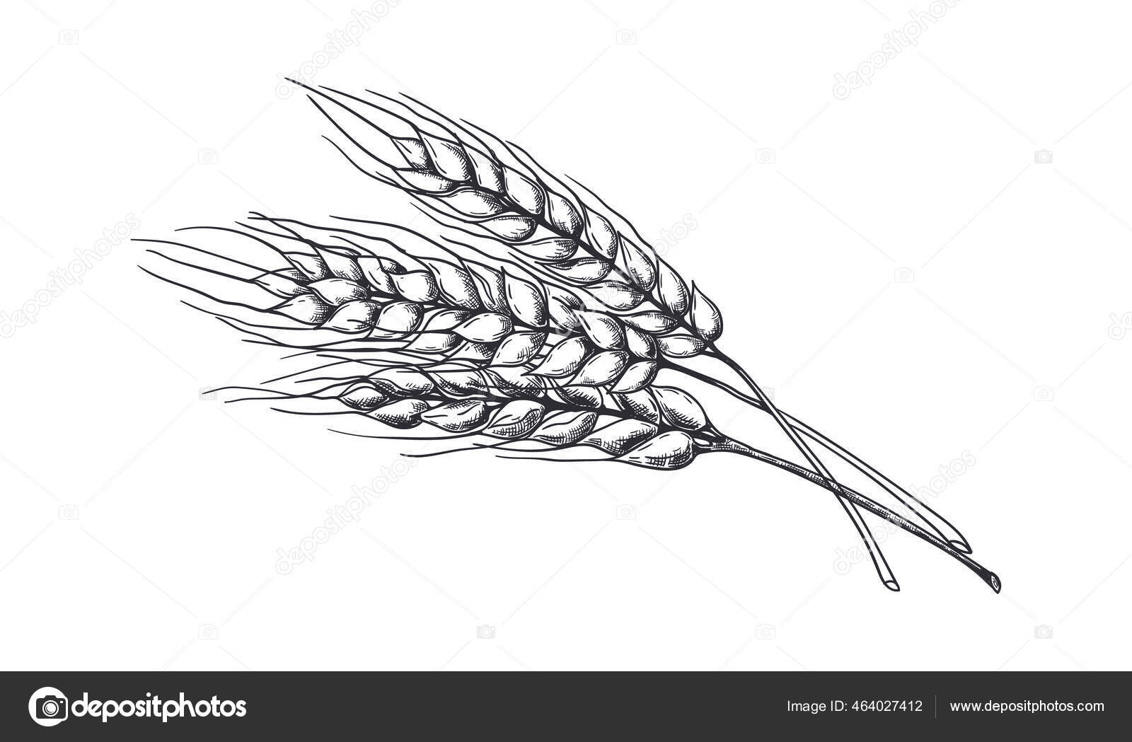 Barley Grain Drawing