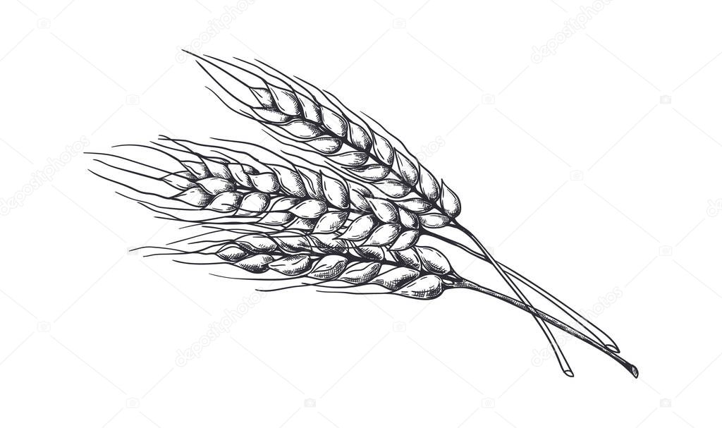 Trigo extraído a mano. Oreja de trigo realista. Bosquejo blanco y negro ...