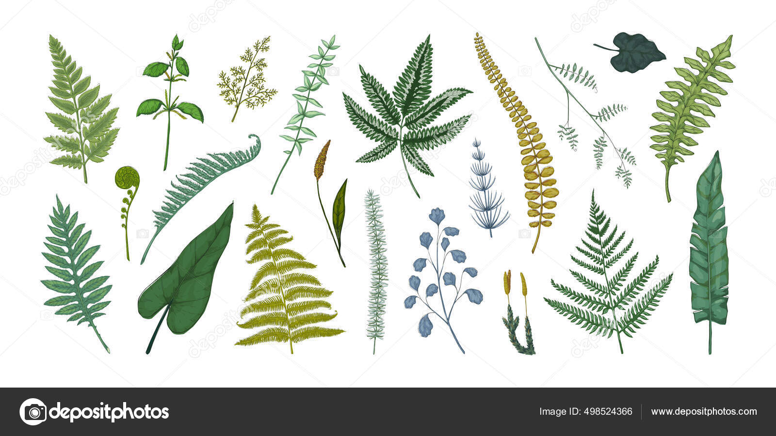 Bregne Botanisk Tegning Botanisk Tidsskrift. Botany; Plants; Plants.