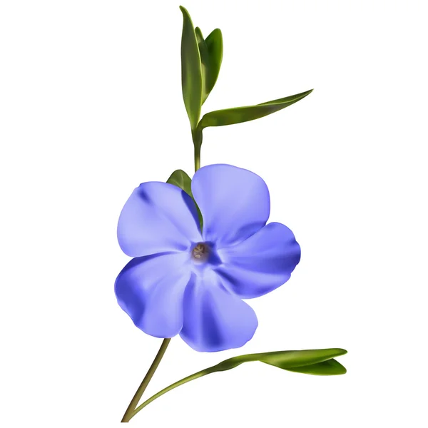 Periwinkle Flower Clipart Border