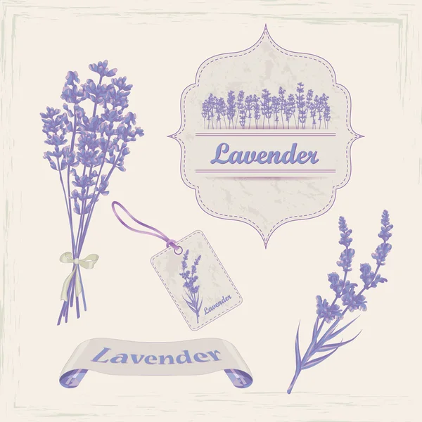 Lavender herb flower, vintage background Stock Vector Image by ©eveleen ...