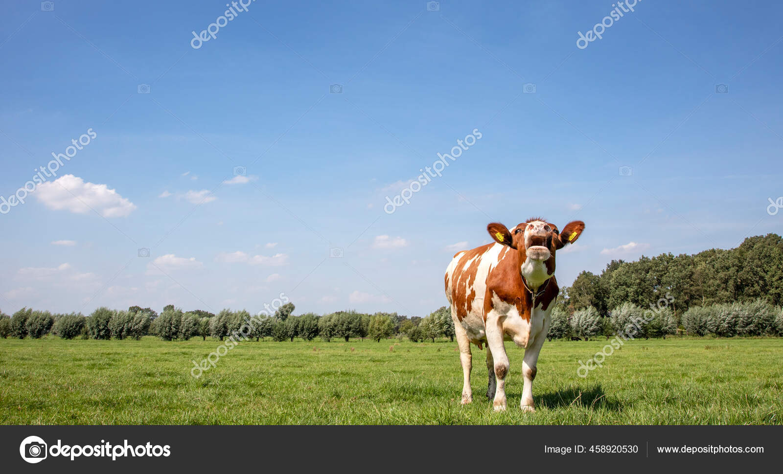 Mooing Cow