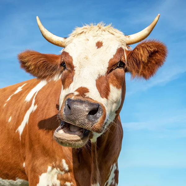 Mooing cow Stock Photos, Royalty Free Mooing cow Images | Depositphotos