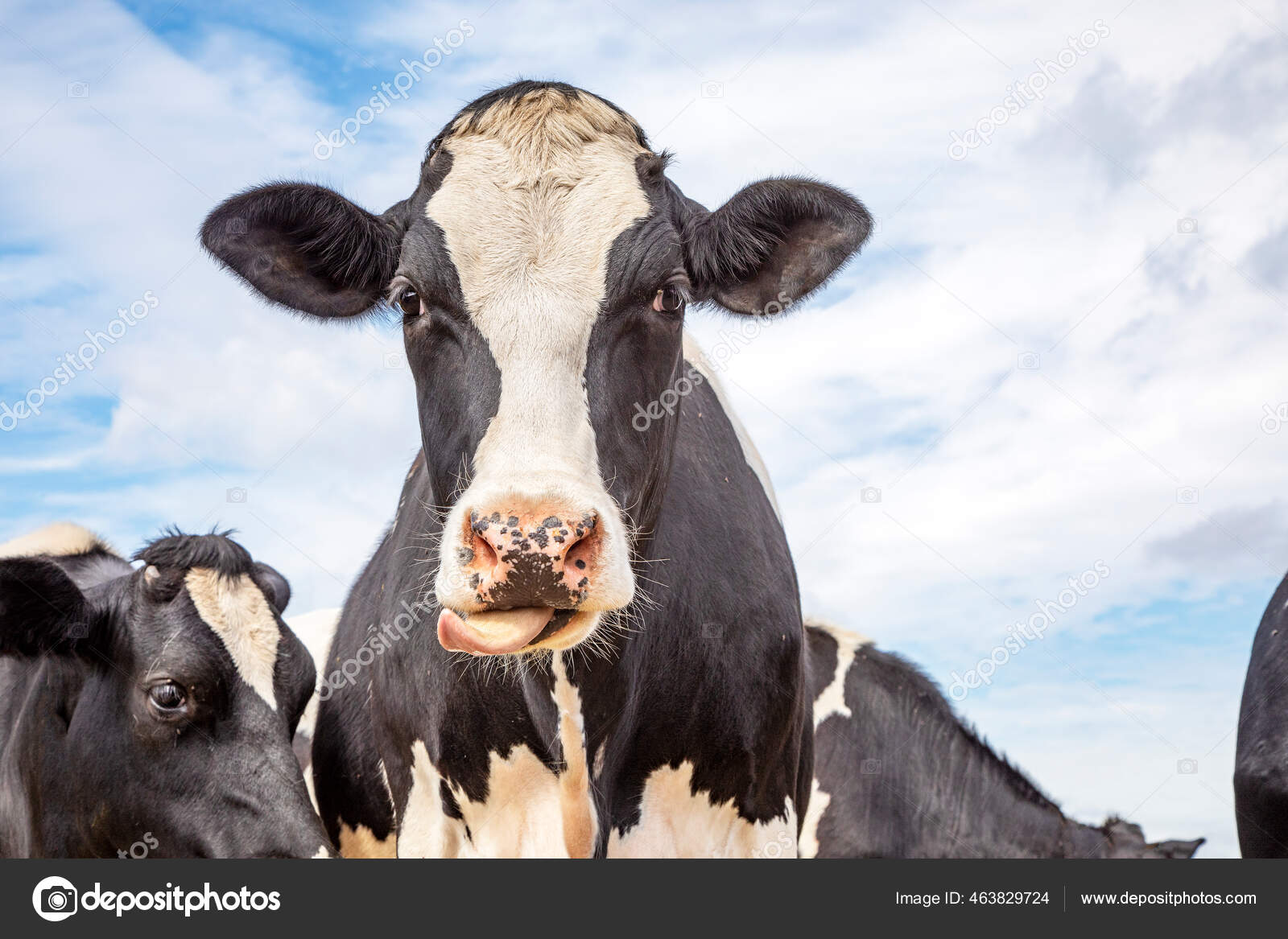 Cute Cow Licks Her Lips Her Tongue Far Out Front Stock Photo by ...