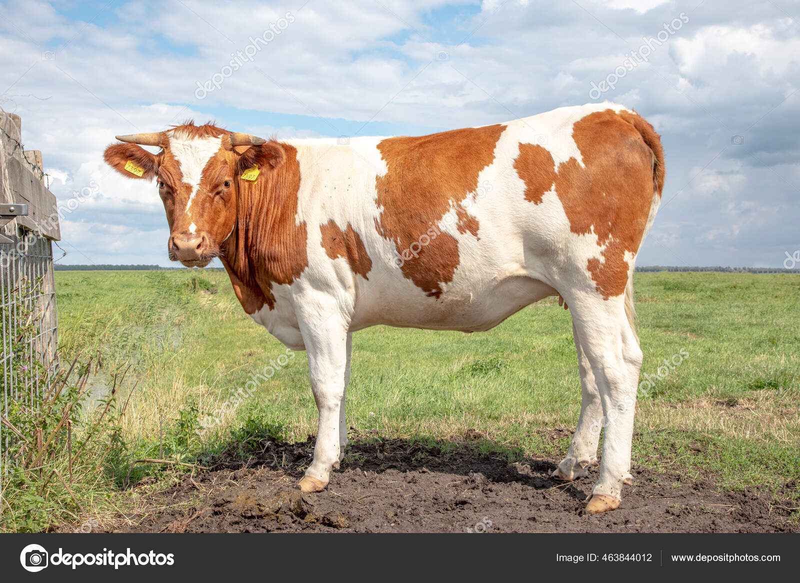 Angry Cow