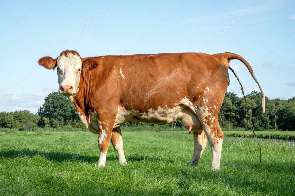 Vaca de mierda. Pooping con la cola hacia arriba, estiércol haciendo ...