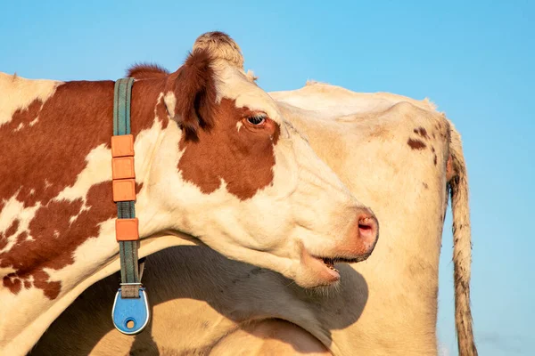 Imagens de Novilha vermelha sem royalties | Depositphotos