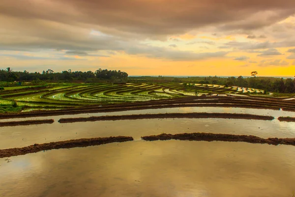 Rice fields indonesia Stock Photos, Royalty Free Rice fields indonesia ...