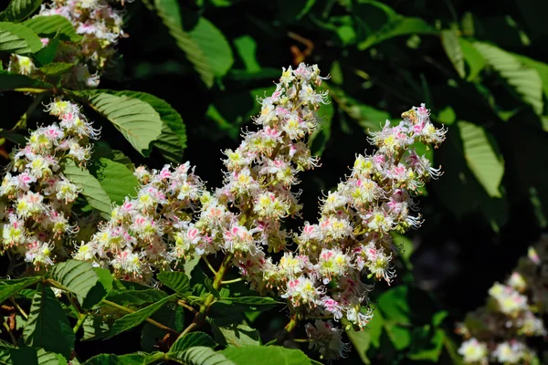 Spring. Chestnuts are in bloom - Stock Image - Everypixel