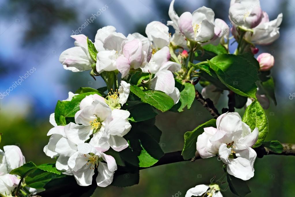 Beautiful flowers of Apple-tree closeup — Stock Photo © Svtdep #87886176
