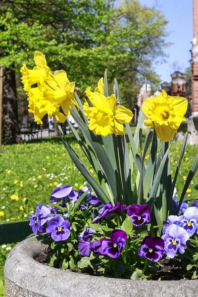 Daffodils Pansies Garden
