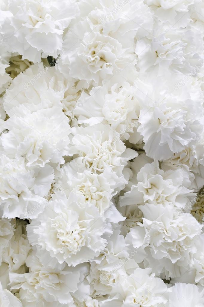 White carnations background Stock Photo by ©agneskantaruk 85522012