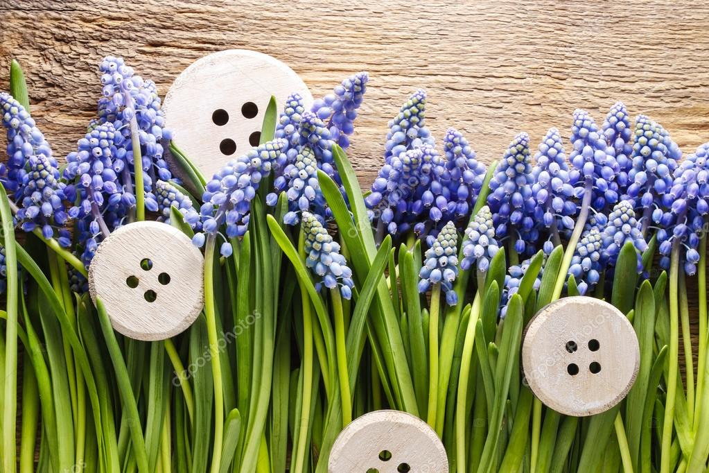 Flores de muscari azul (Jacinto de uva) sobre fondo de madera 2024