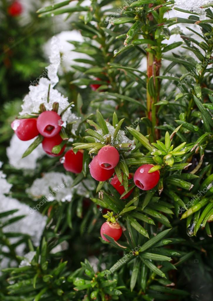 Red Juniper Berries